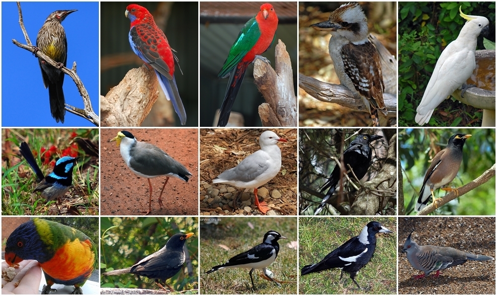 Beautiful birds of Australia | Stories From Tanya